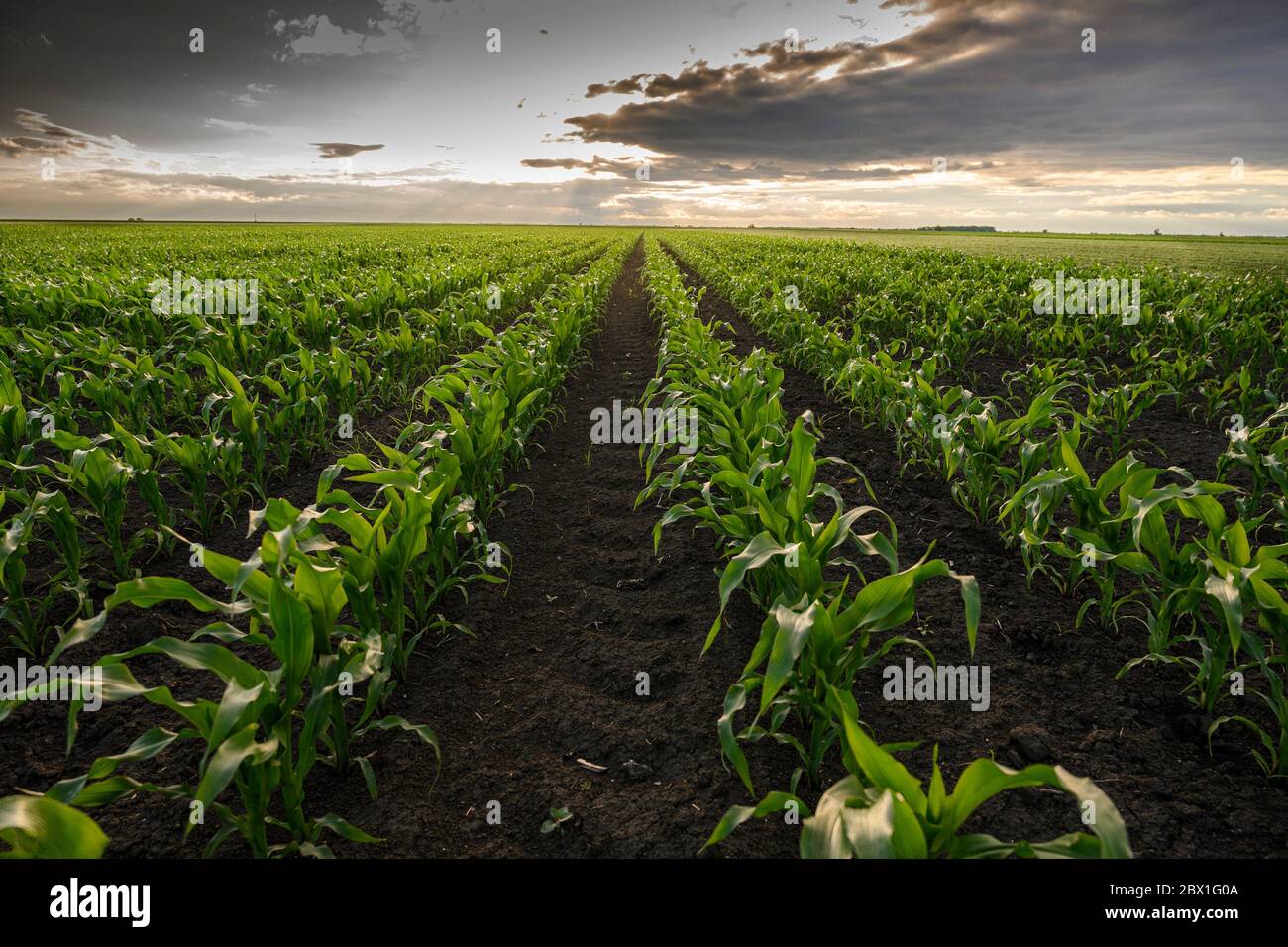 Open corn field at sunset.Corn field Stock Photo - Alamy