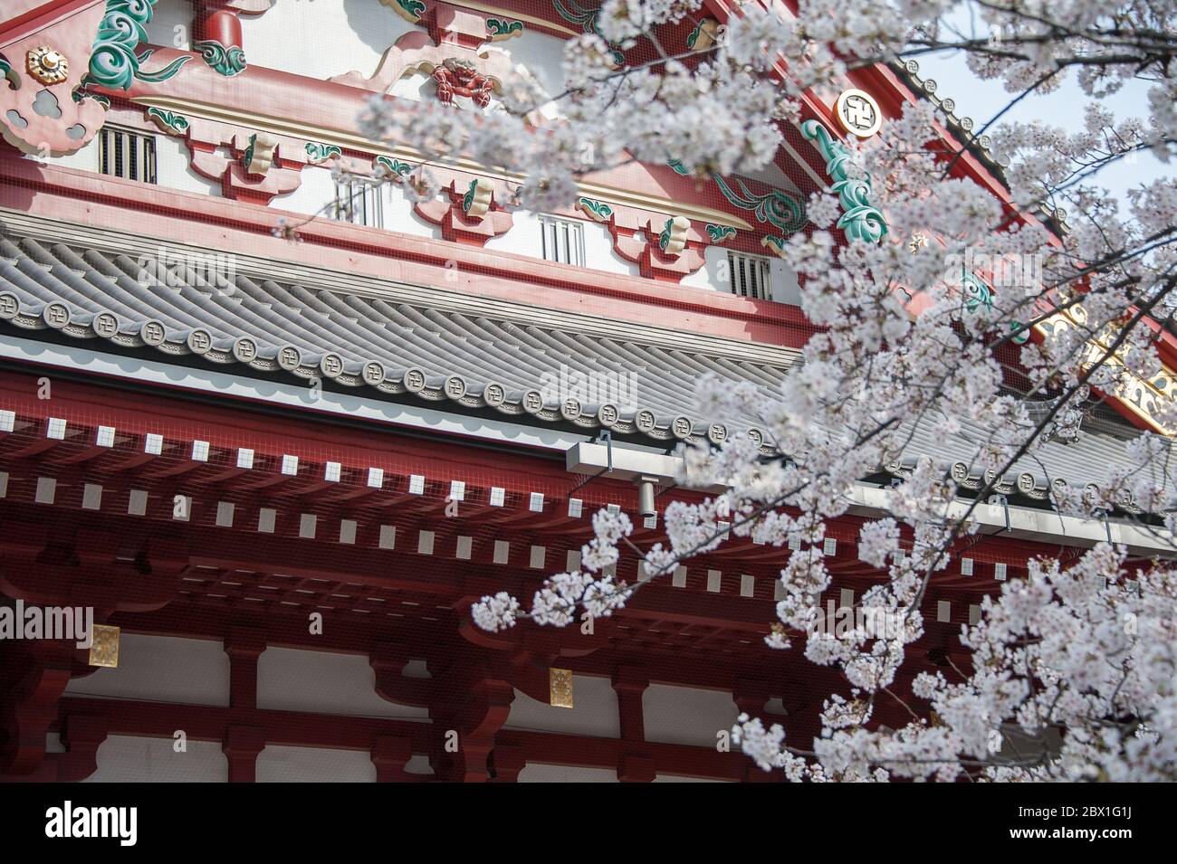 Asakusa temple cherry blossom asakusa hi-res stock photography and ...