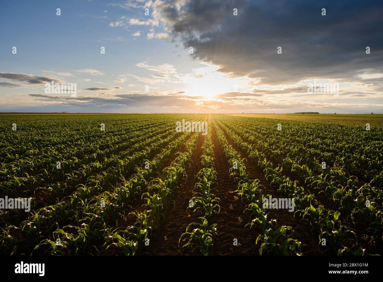 Open corn field at sunset.Corn field Stock Photo - Alamy