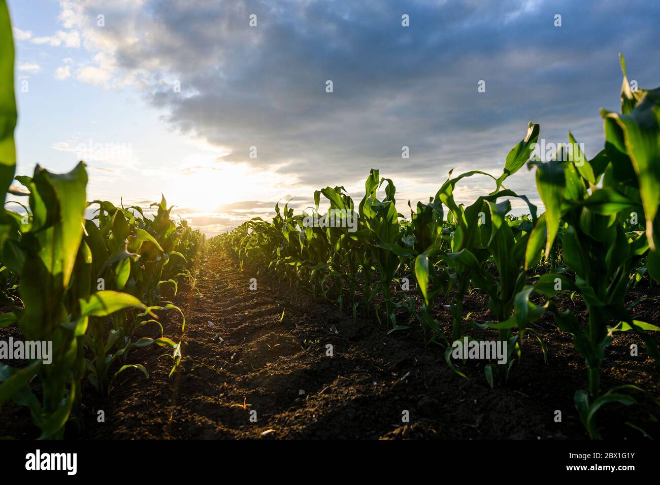 Open corn field at sunset.Corn field Stock Photo - Alamy