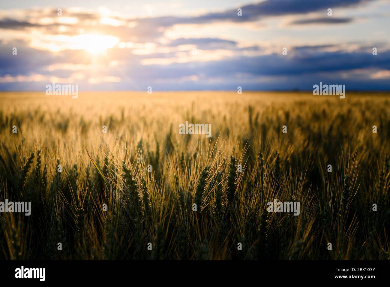 Open wheat field at sunset.Wheat field Stock Photo - Alamy