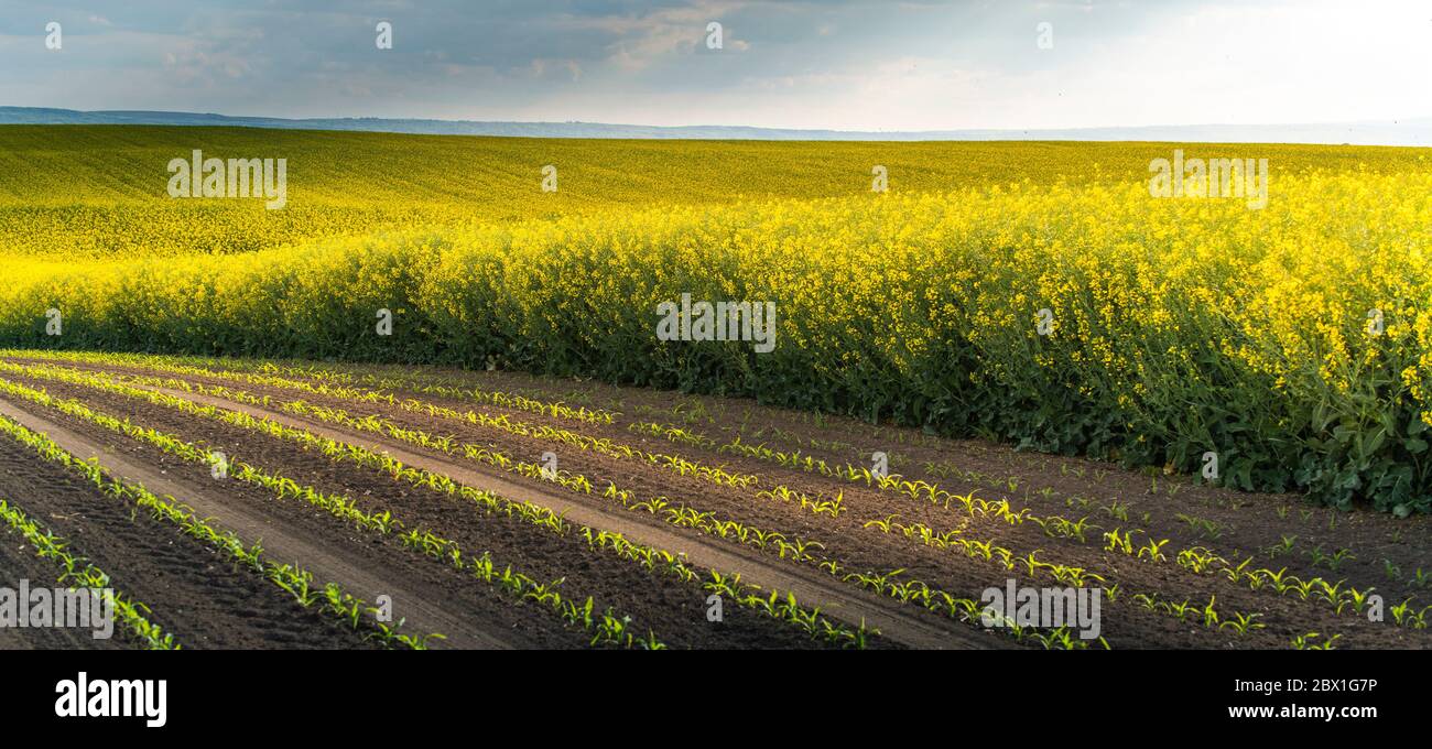 Agricultural landscape of canola or rapeseed farm field Stock Photo - Alamy