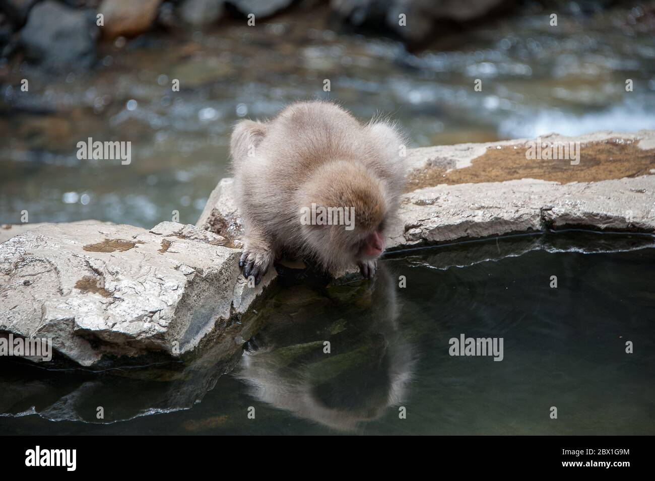 Japanese Macaque or Japanese Snow Monkey bathing at Onsen hot springs ...