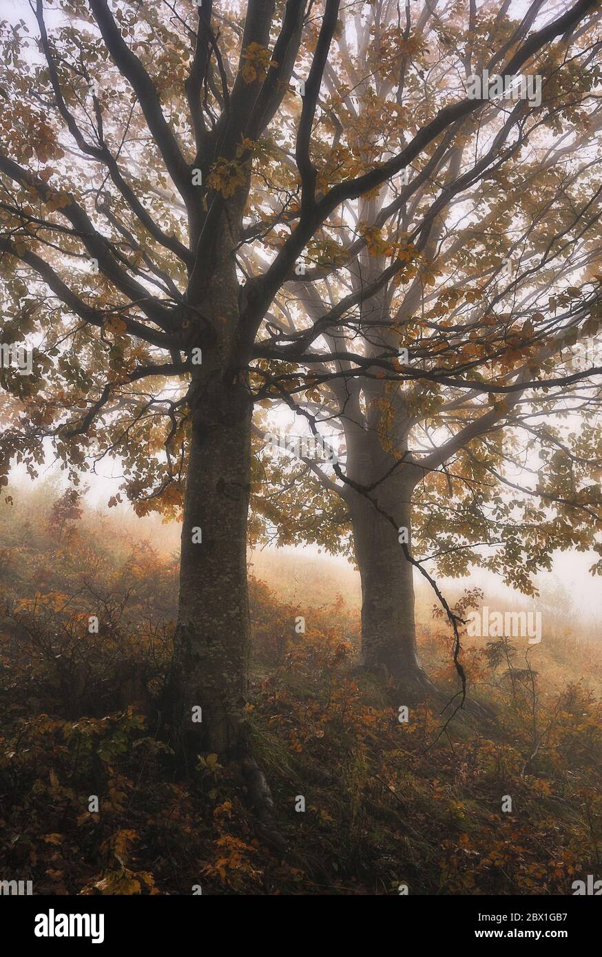 A misty fantastic autumn forest. The beech trees are in a fog Stock ...
