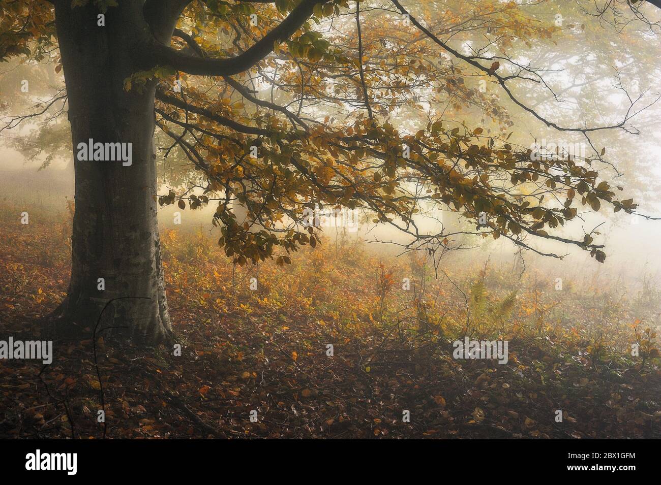 A misty fantastic autumn forest. The beech trees are in a fog Stock ...