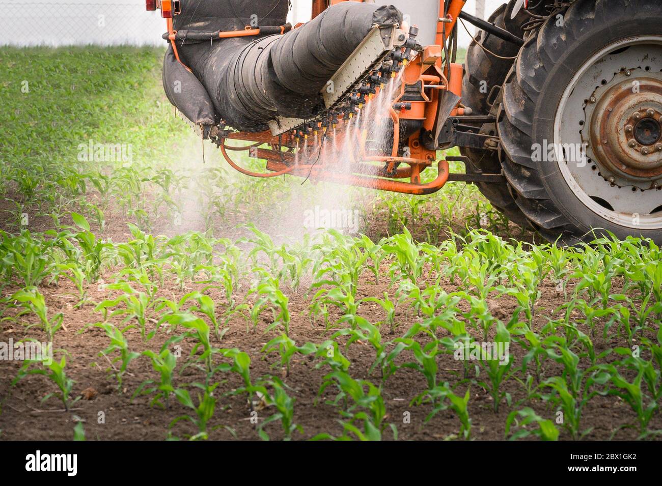 Tractor spraying pesticides on corn field with sprayer at spring Stock ...
