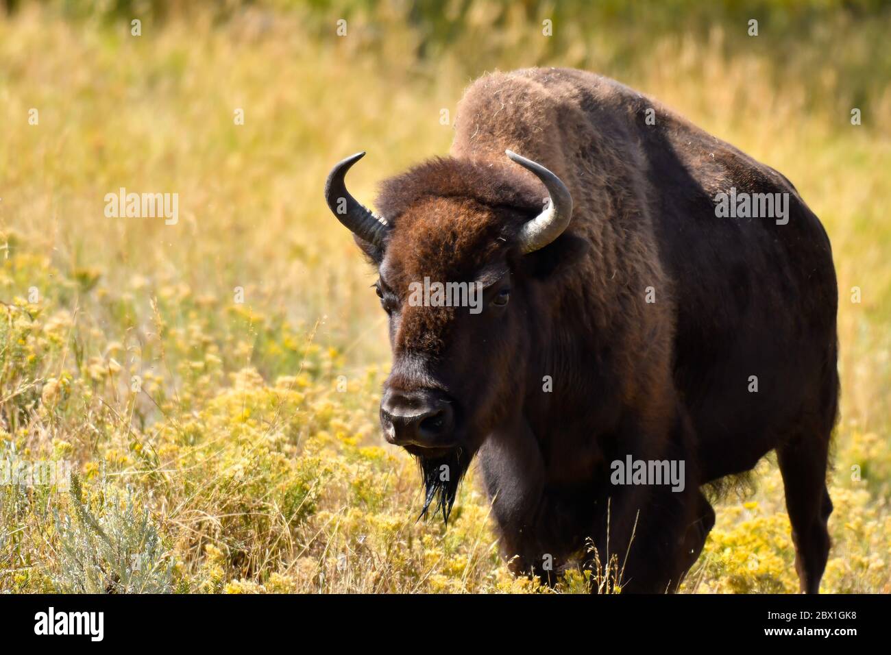 Male buffalo hi-res stock photography and images - Alamy