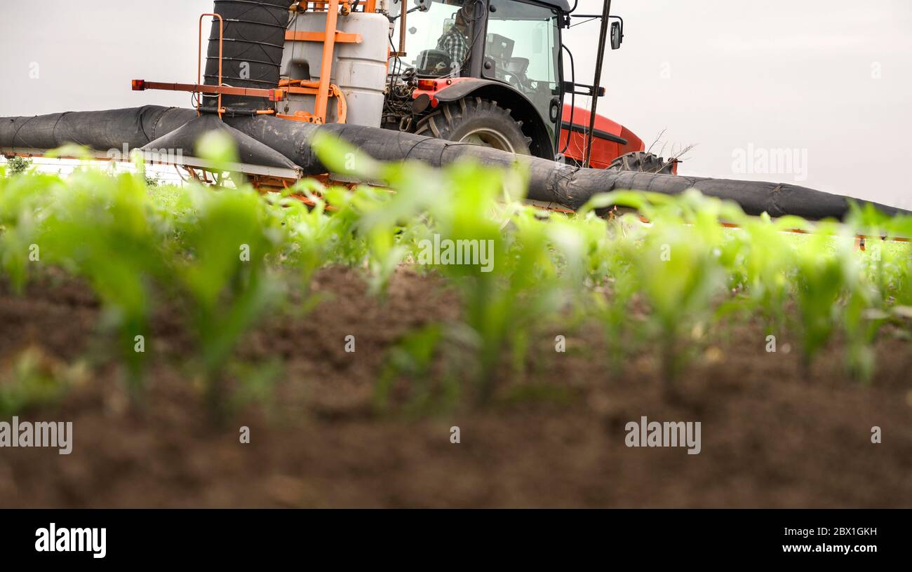 Tractor spraying pesticides on corn field with sprayer at spring Stock ...