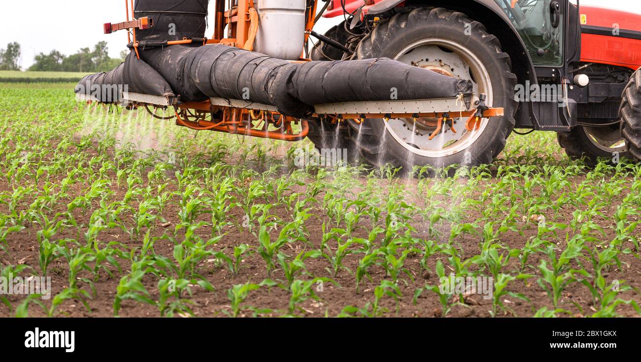 Tractor spraying pesticides on corn field with sprayer at spring Stock ...