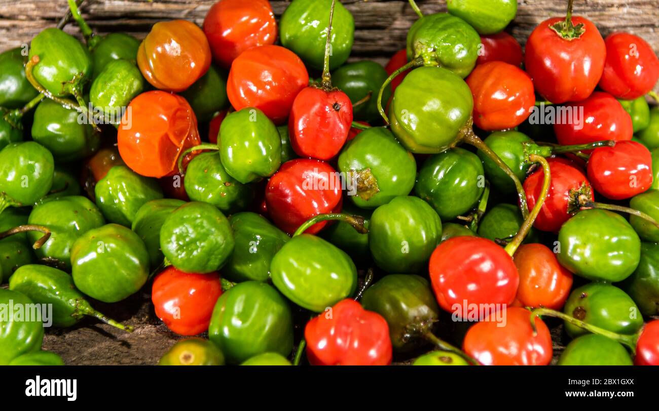 Goat peppers (Capsicum chinense). Canning seasonings and condiments ...
