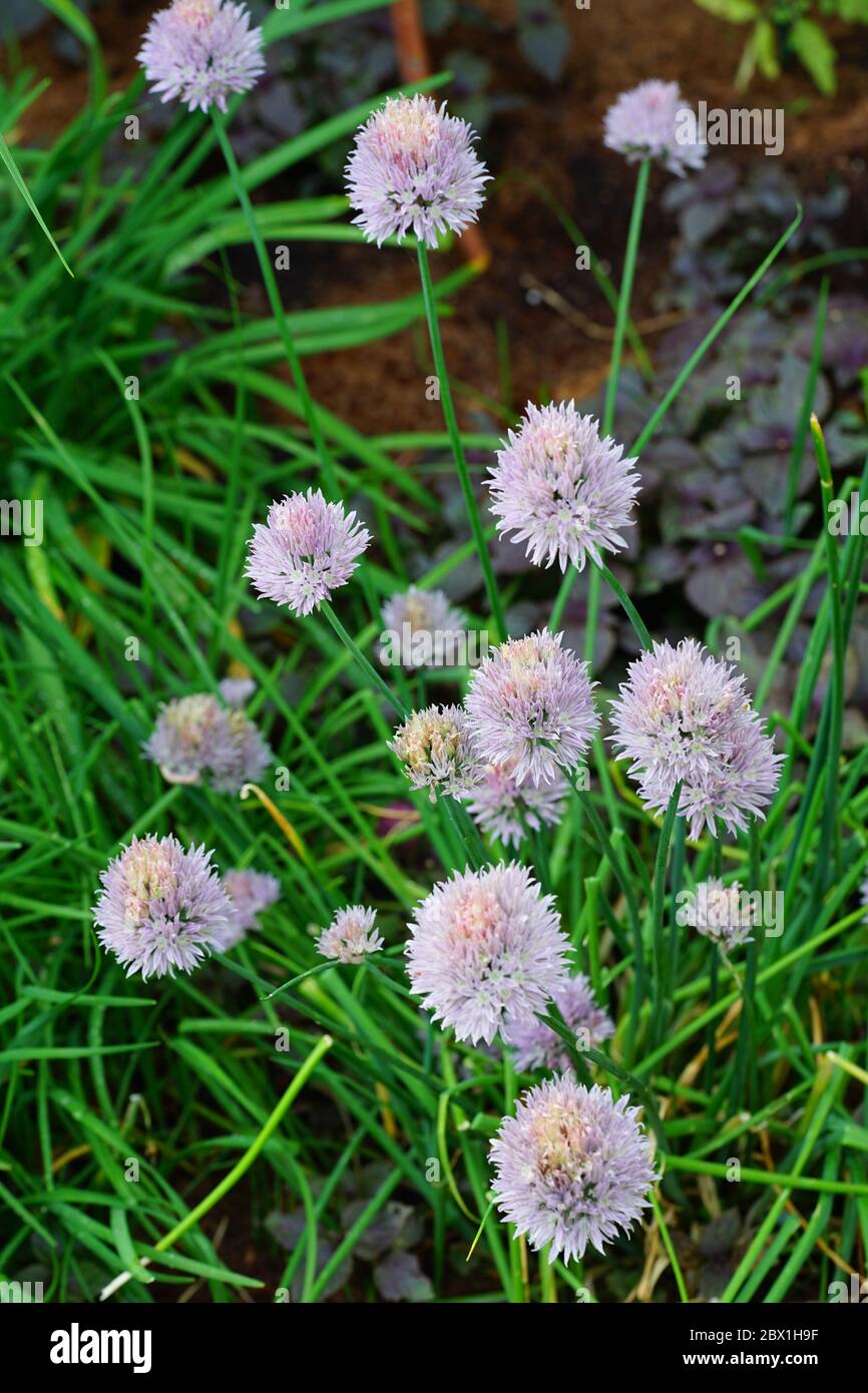 Purple chive blossoms in the spring garden Stock Photo - Alamy