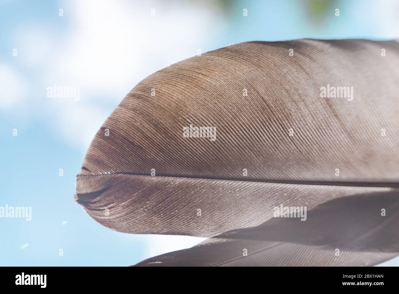 Exotic texture feathers background close up. Sky, blue pattern for your ...