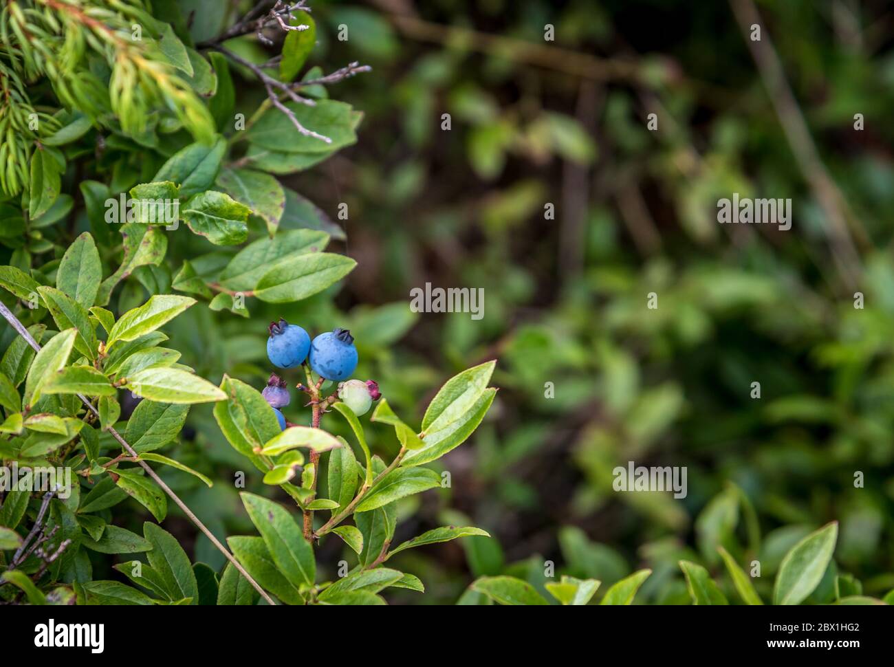 Blueberry in Ontario forest at fall Stock Photo - Alamy