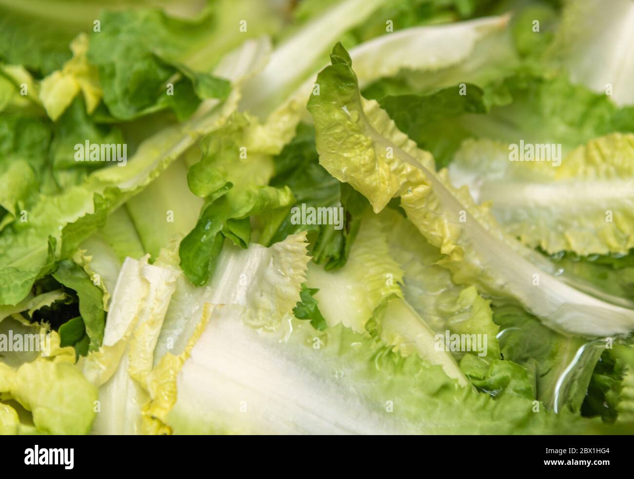 Lactuca sativa var crispa. This is the scientific name of curly lettuce ...