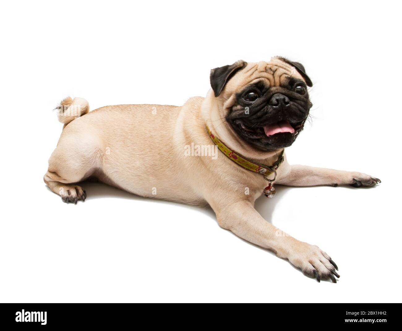 A Pug Dog on white background Stock Photo - Alamy