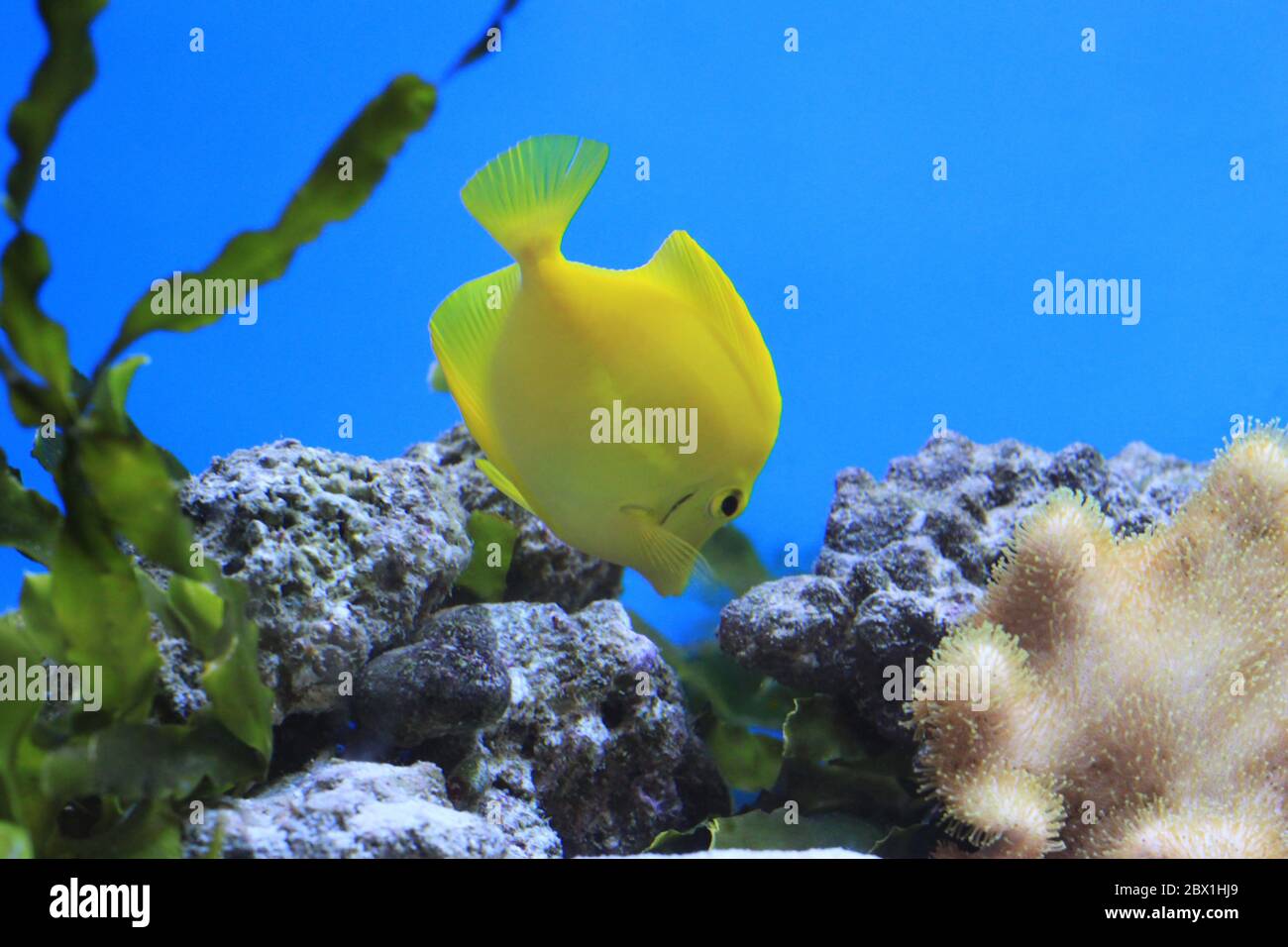 Photo of tropical Yellow Tang (Zebrasoma flavescens) - food search ...