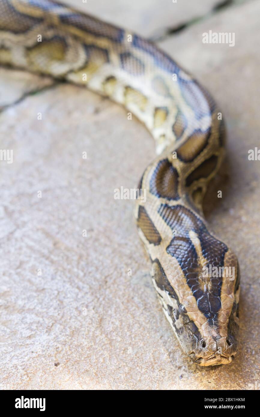 Close up of Boa Constrictor snake Stock Photo - Alamy