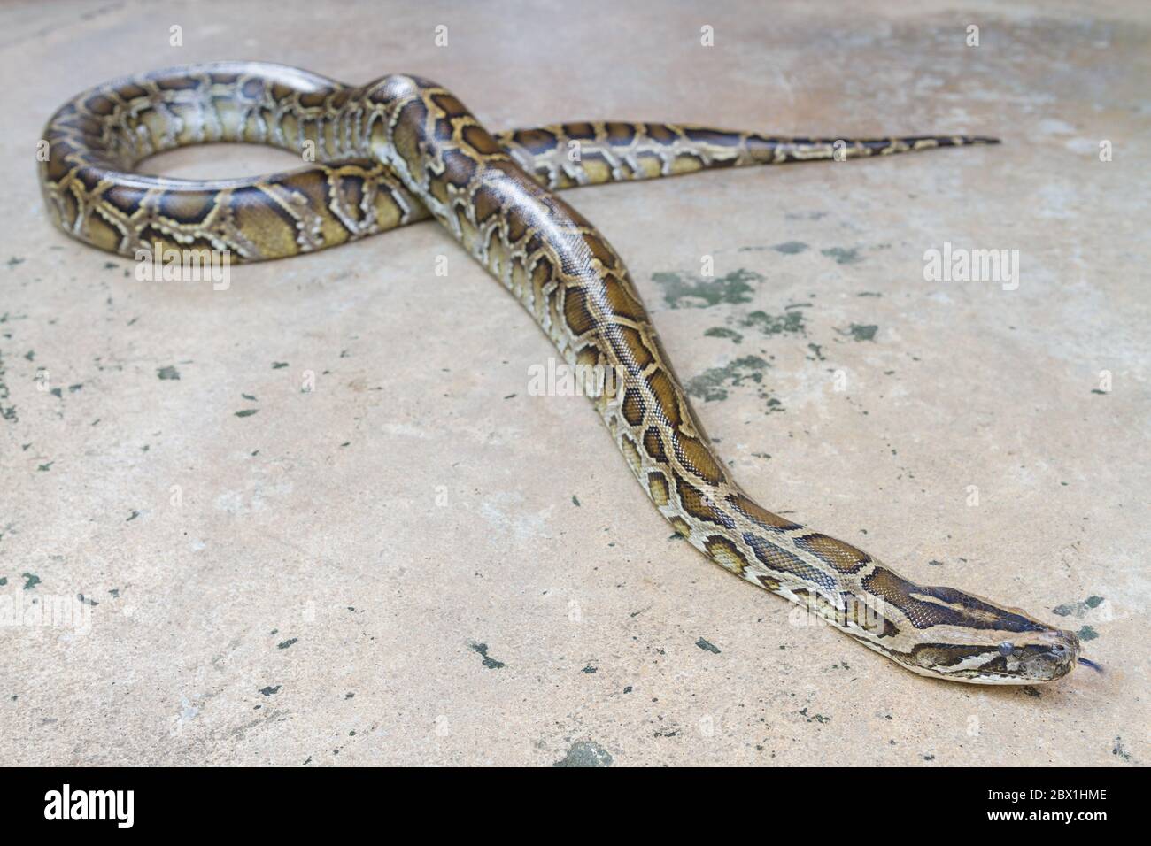 Close up of Boa Constrictor snake Stock Photo - Alamy