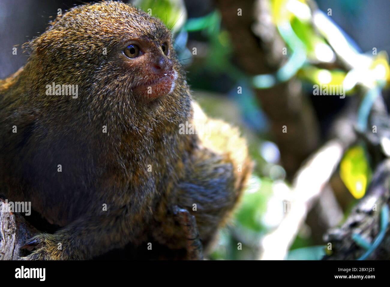 Adult Pygmy marmoset (Cebuella Pygmaea) standing on the branch Stock ...
