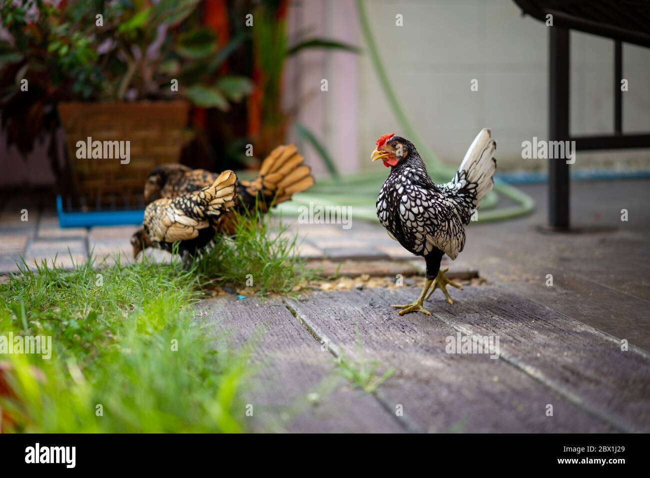 Silver White SeBright Chick walking on the wood cement floor at ...