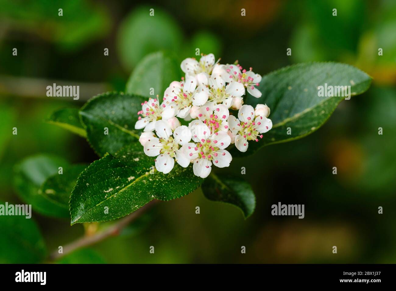 Black chokeberry (Aronia melanocarpa), Upper Bavaria, Bavaria, Germany ...