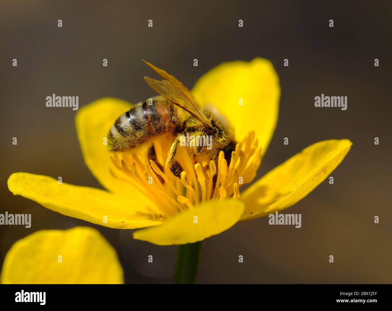 Marsh marigold bee hi-res stock photography and images - Alamy