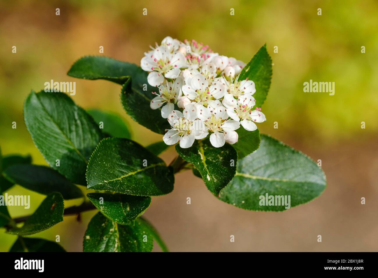 Black chokeberry (Aronia melanocarpa), Upper Bavaria, Bavaria, Germany ...