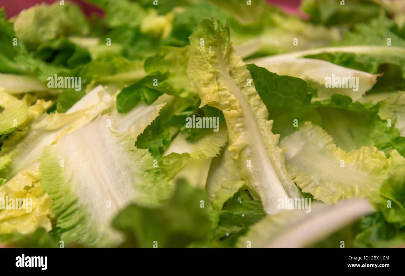 Lactuca sativa var crispa. This is the scientific name of curly lettuce ...