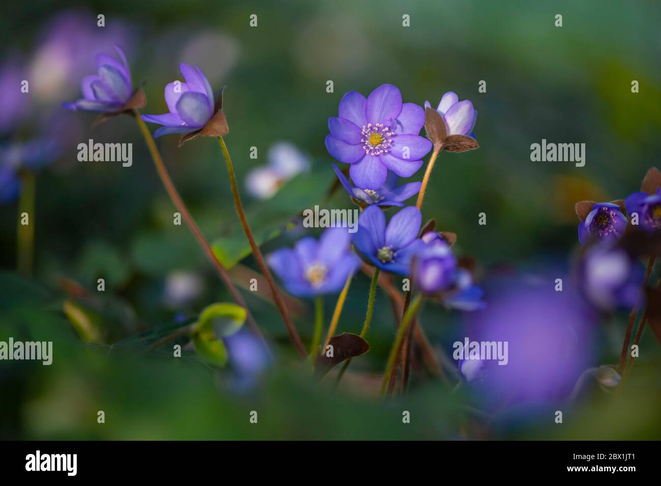 Blue Liverwort (Hepatica nobilis), Bavaria, Germany Stock Photo - Alamy