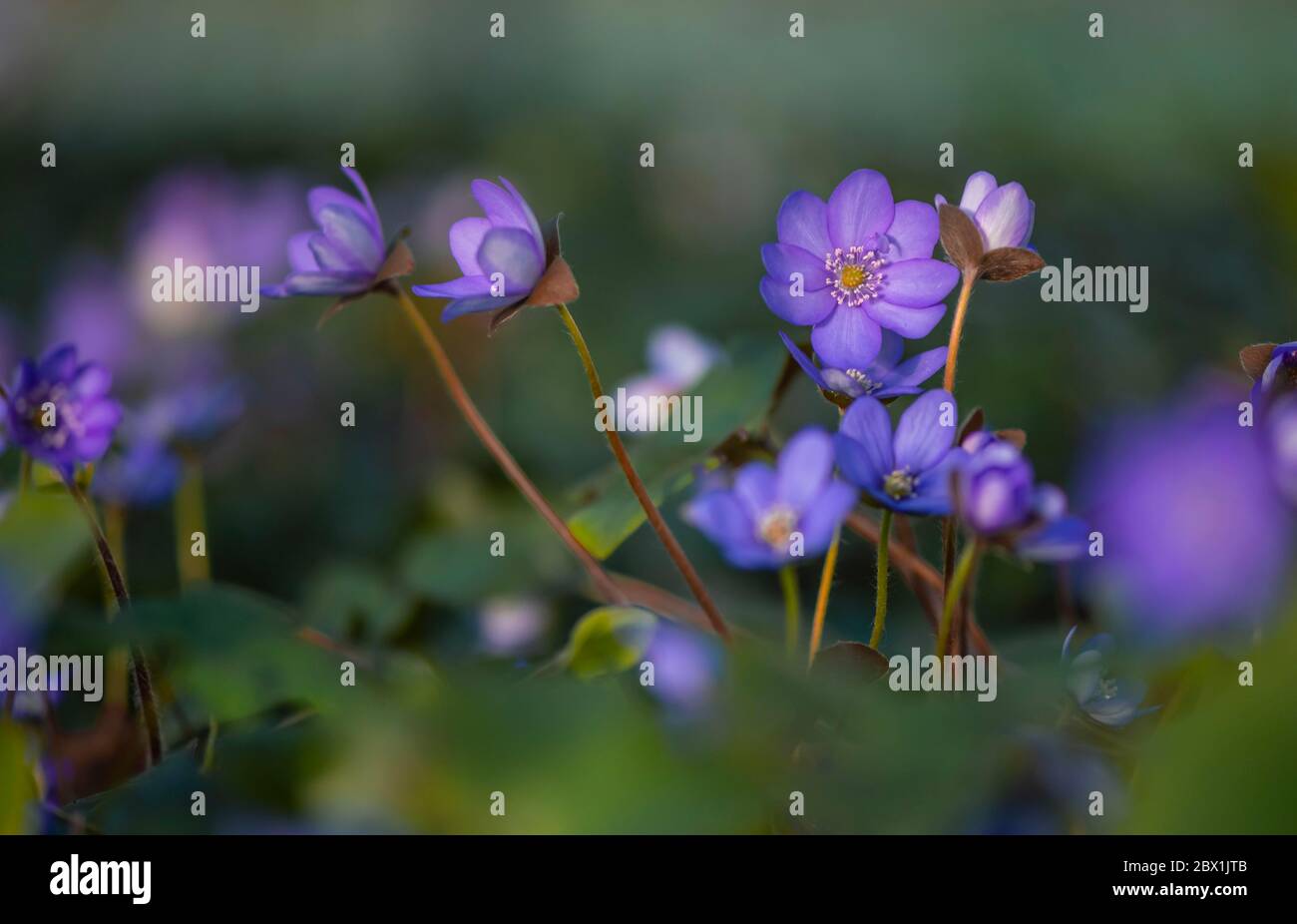 Blue Liverwort (Hepatica nobilis), Bavaria, Germany Stock Photo - Alamy