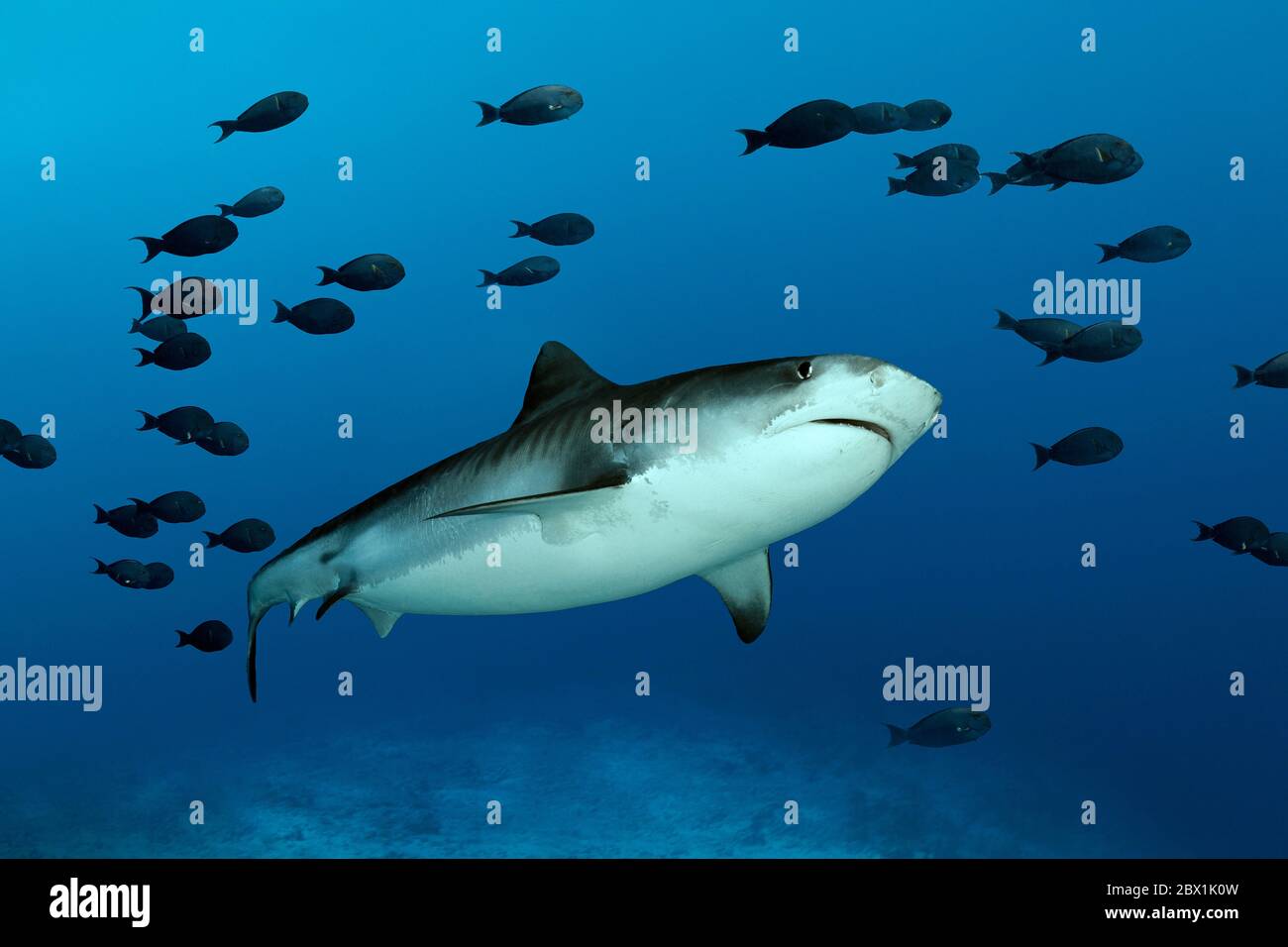 Indian ocean fish hi-res stock photography and images - Alamy