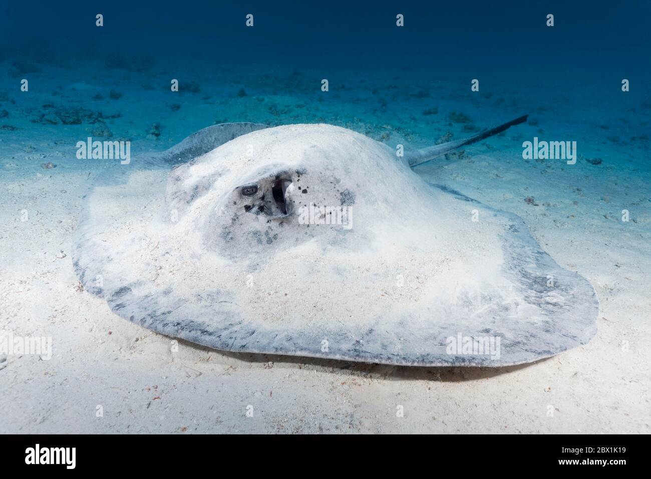 Taeniurops meyeni hi-res stock photography and images - Alamy