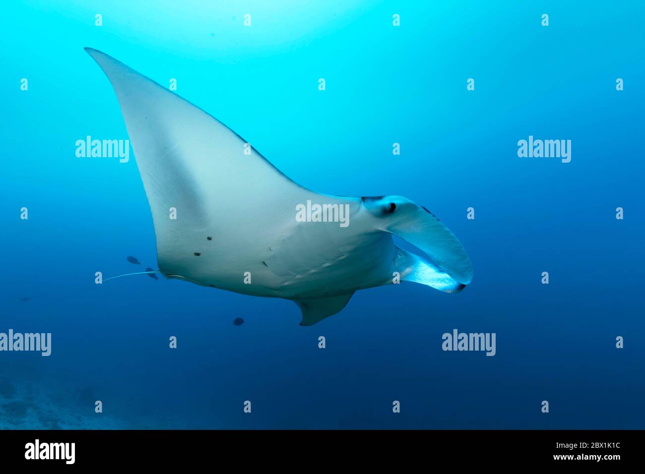 Reef manta ray (Mobula alfredi) swim with open head fins in blue water ...