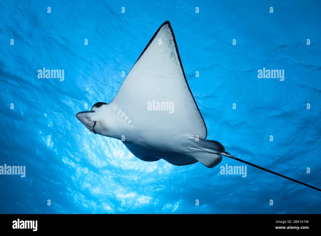 Spotted eagle ray (Aetobatus narinari) swims in blue water, back light ...