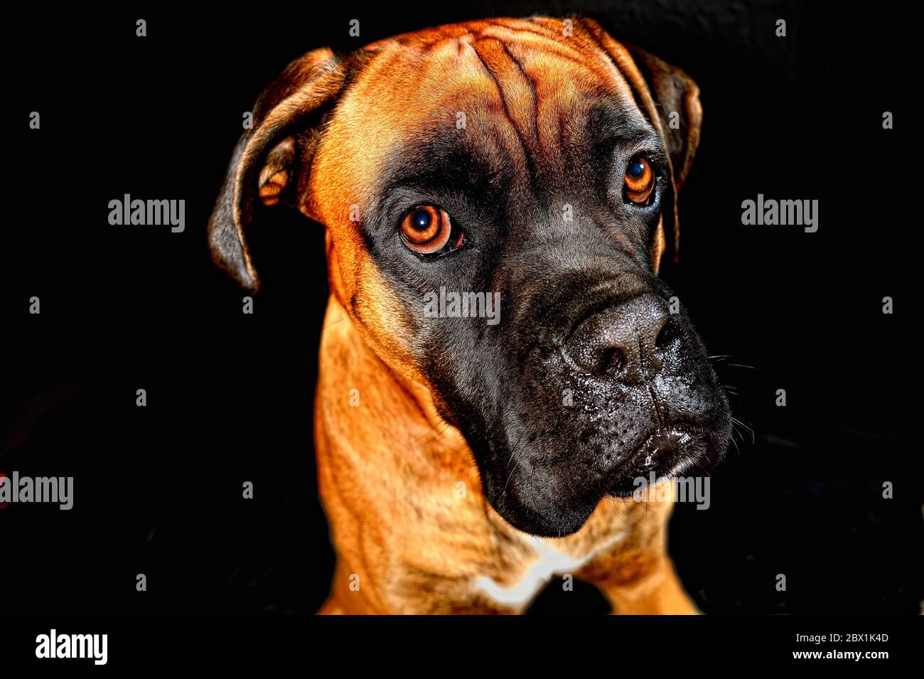 German Boxer, portrait, Germany Stock Photo - Alamy