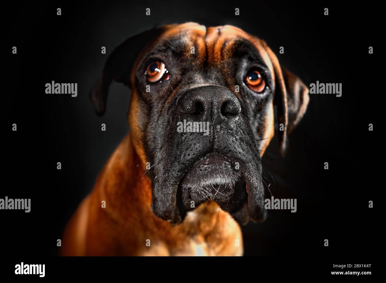 Boxer portrait hi-res stock photography and images - Alamy