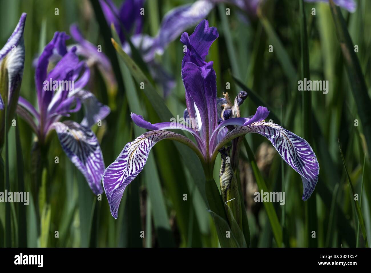 Iris missouriensis hi-res stock photography and images - Alamy