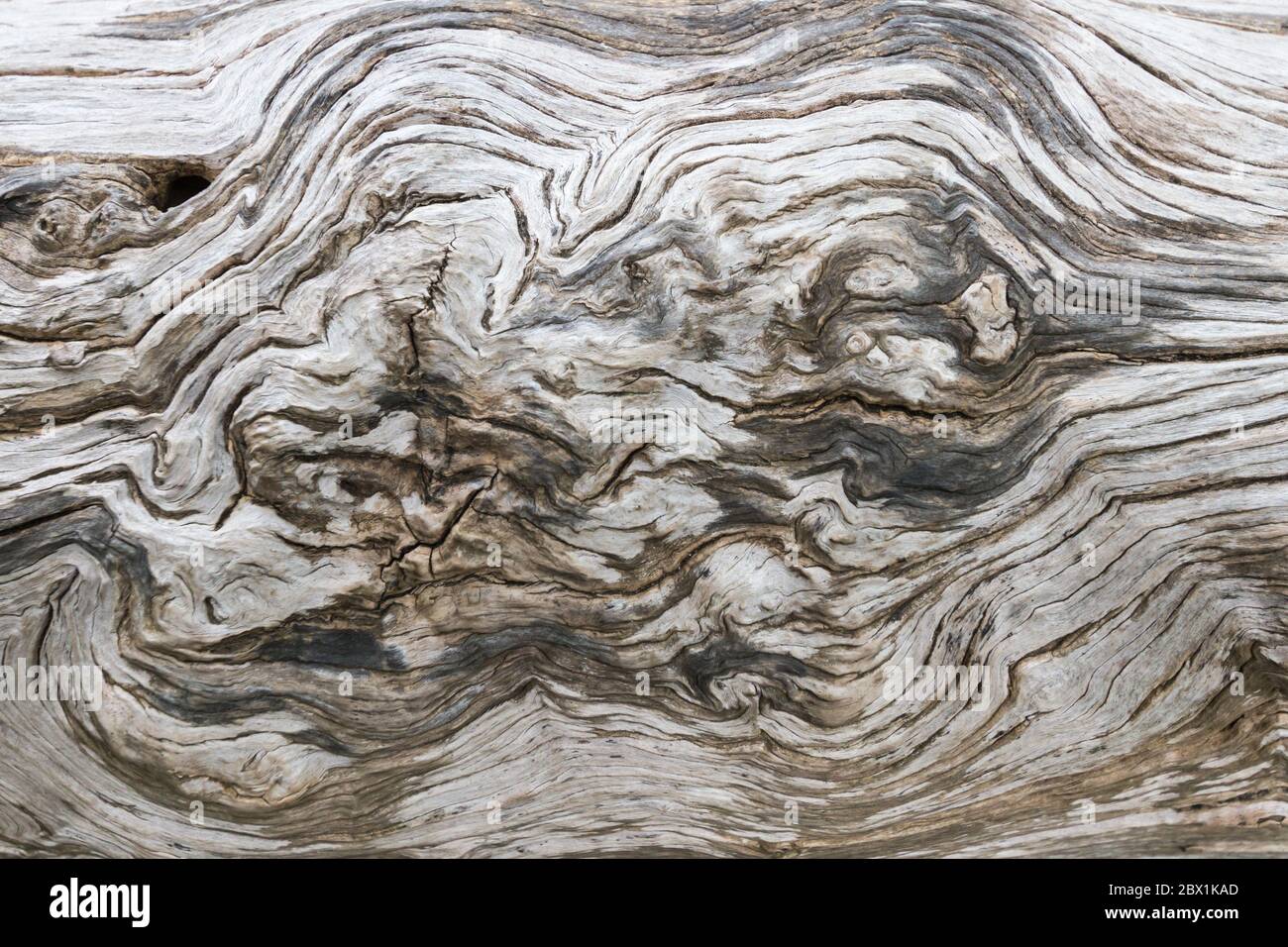 Old Wood Tree Texture Background Pattern Stock Photo - Alamy