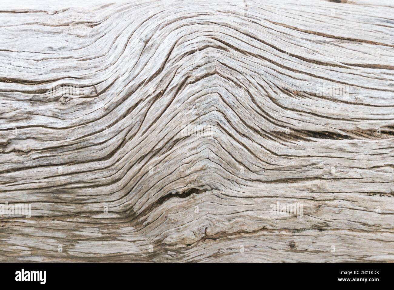 Old Wood Tree Texture Background Pattern Stock Photo - Alamy