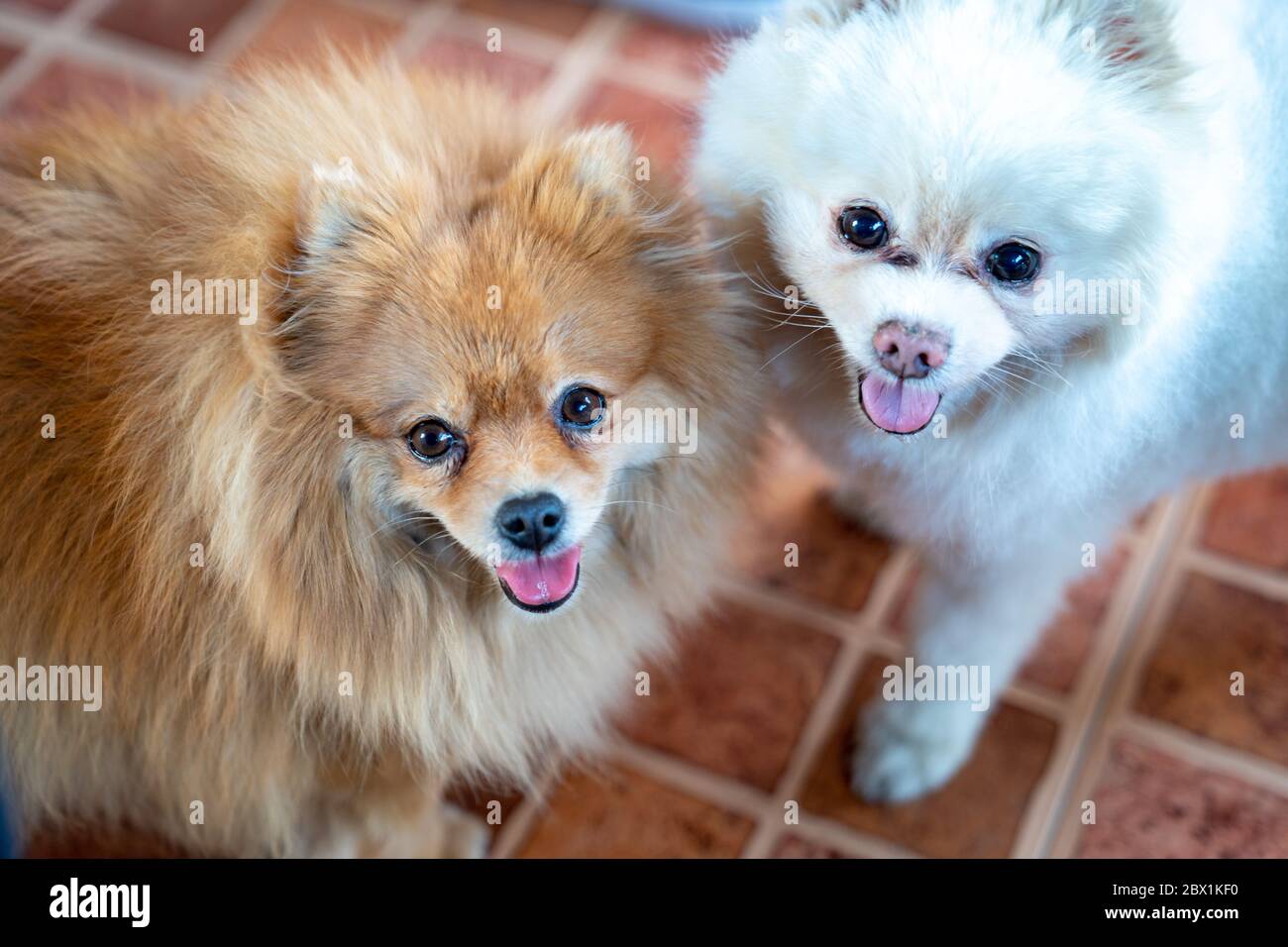 two Pomeranians white and brown colour are staring into camera lens ...