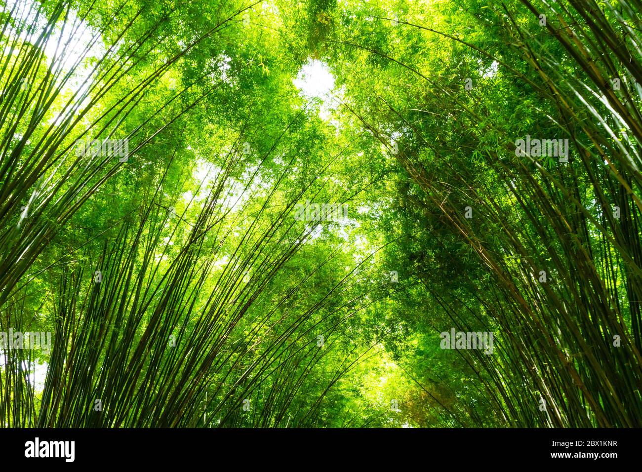 Bamboo forest lush greenery hi-res stock photography and images - Alamy