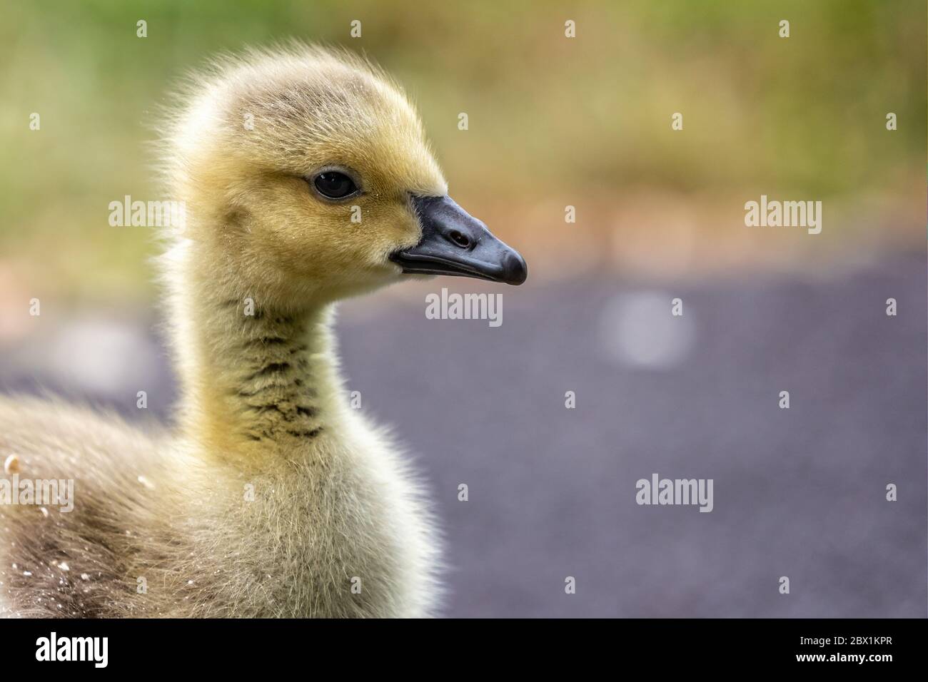 Endearing view hi-res stock photography and images - Alamy