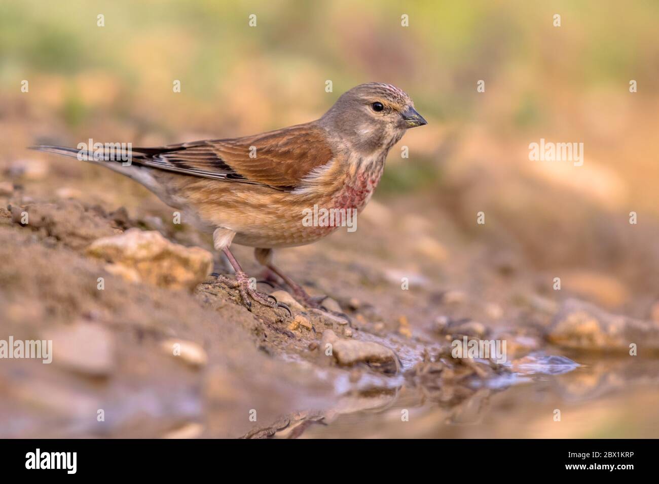 Common spanish birds hi-res stock photography and images - Alamy