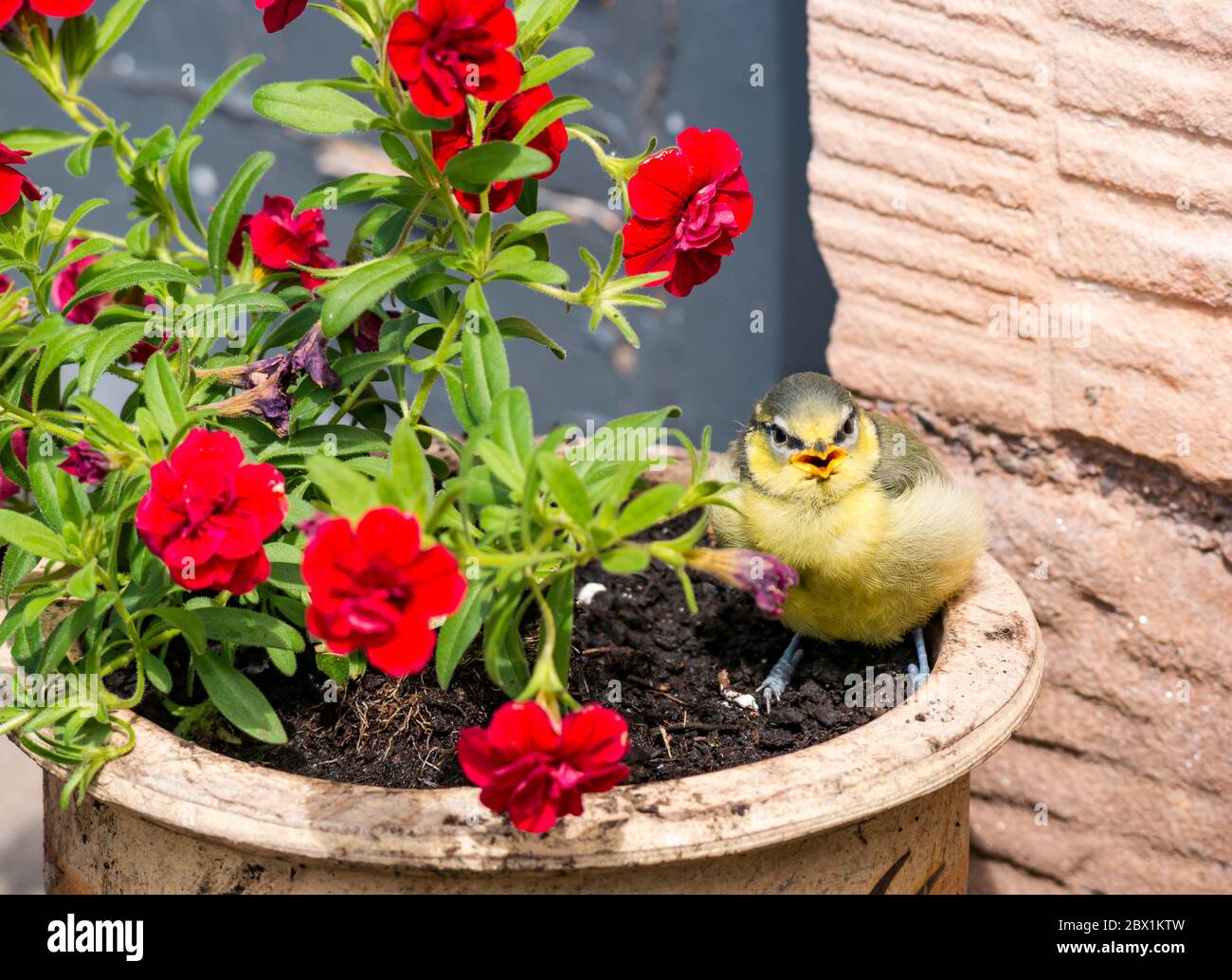 East Lothian, Scotland, United Kingdom 4th June 2020. UK Weather: a lost fledgling blue tit ...