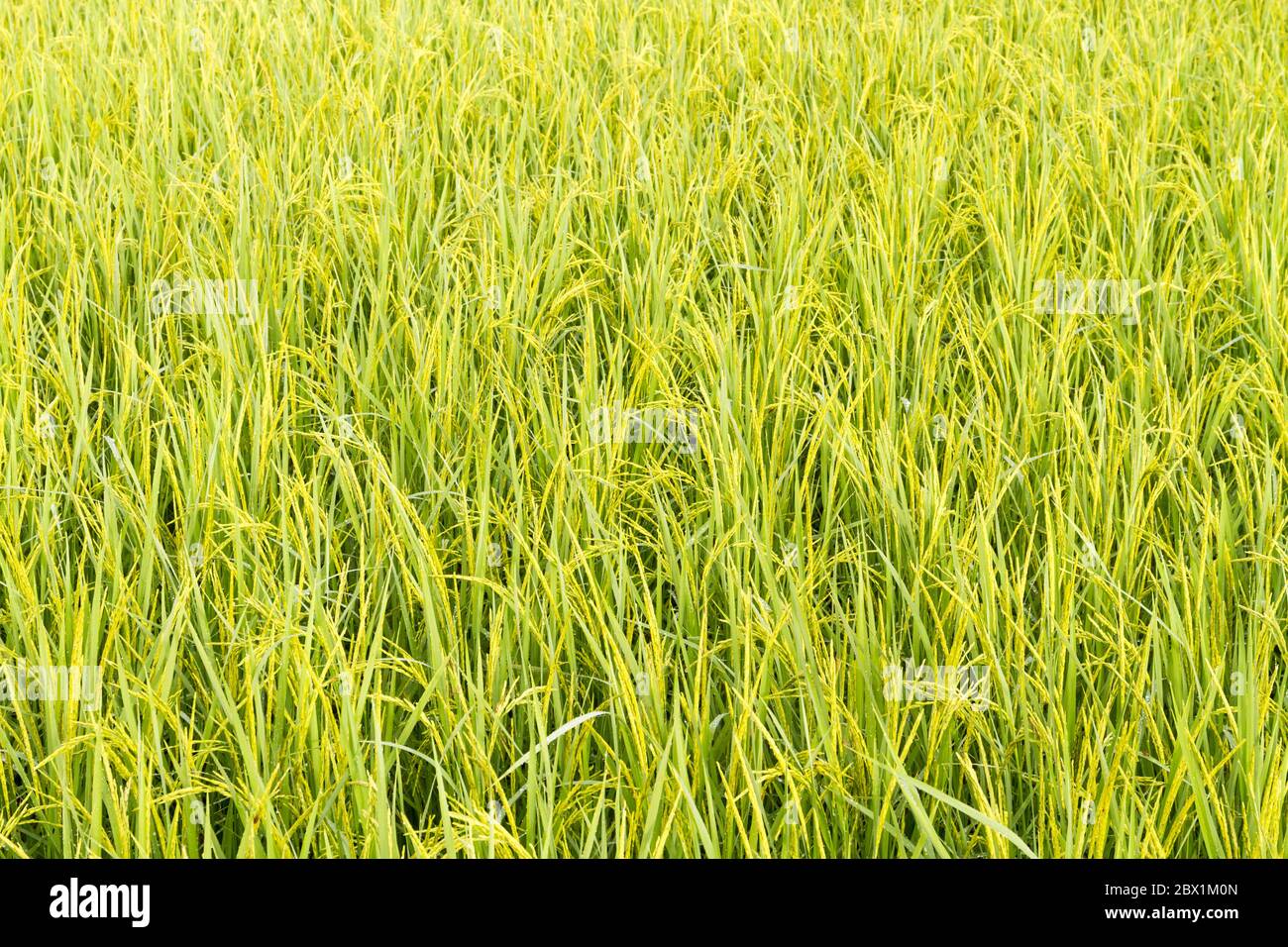 landscape of rice paddy Stock Photo - Alamy