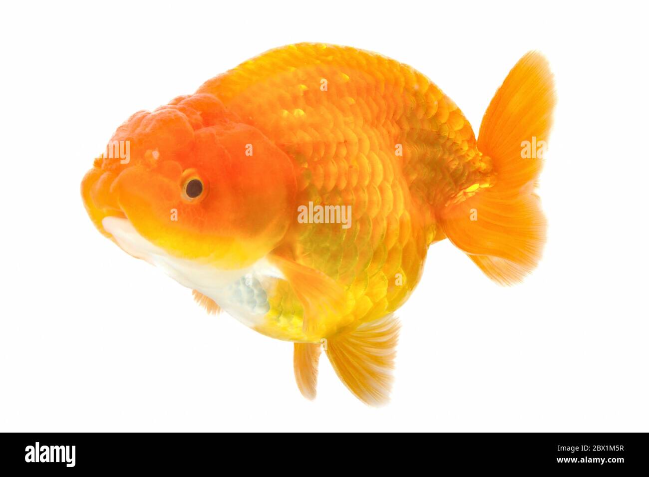 goldfish on white background Stock Photo - Alamy