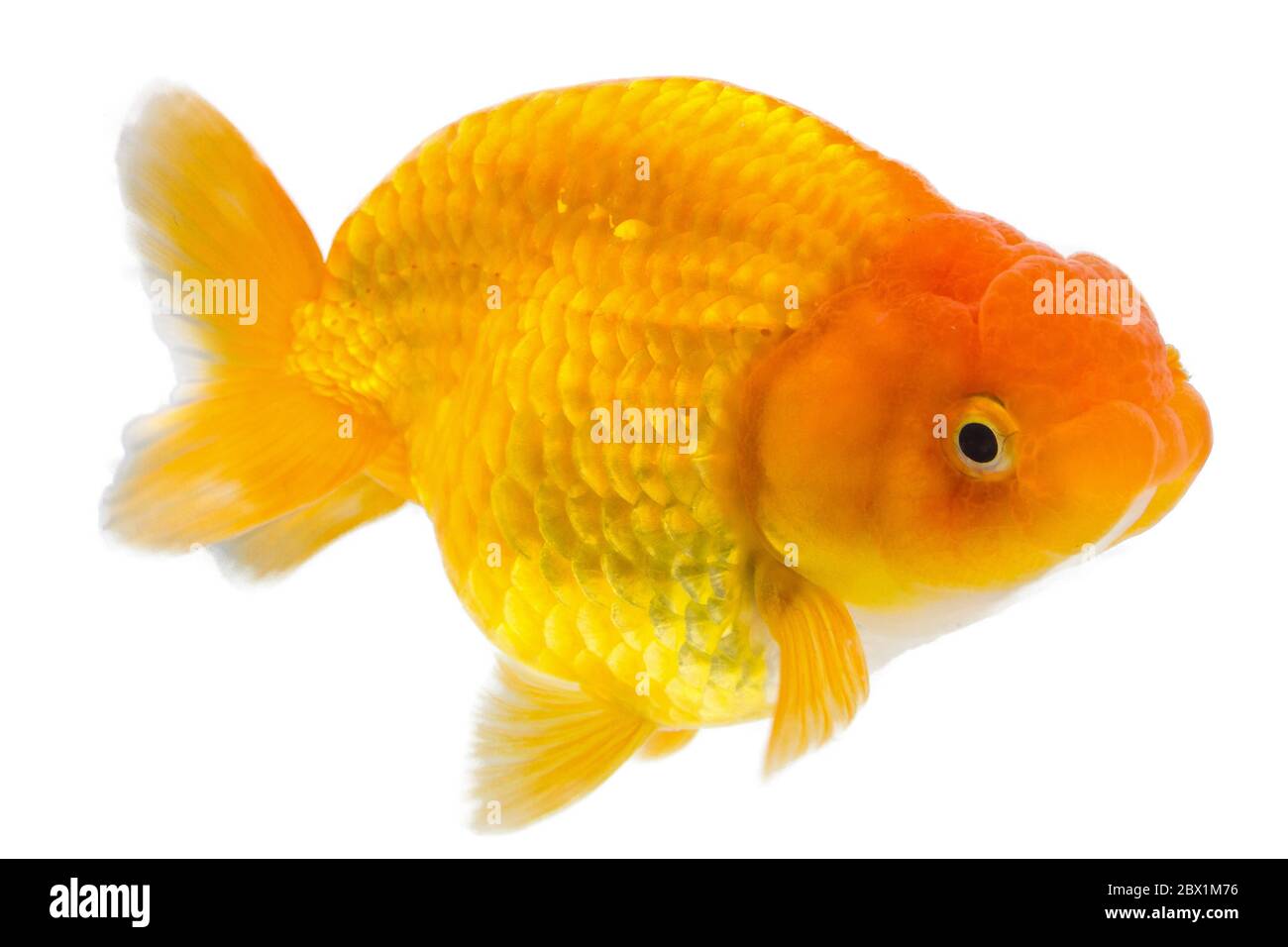 goldfish on white background Stock Photo - Alamy