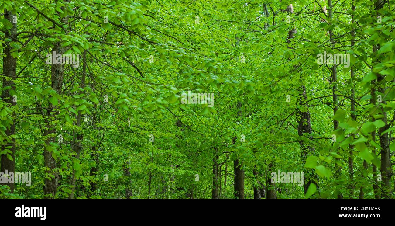 Beautiful green park lush trees hi-res stock photography and images - Alamy