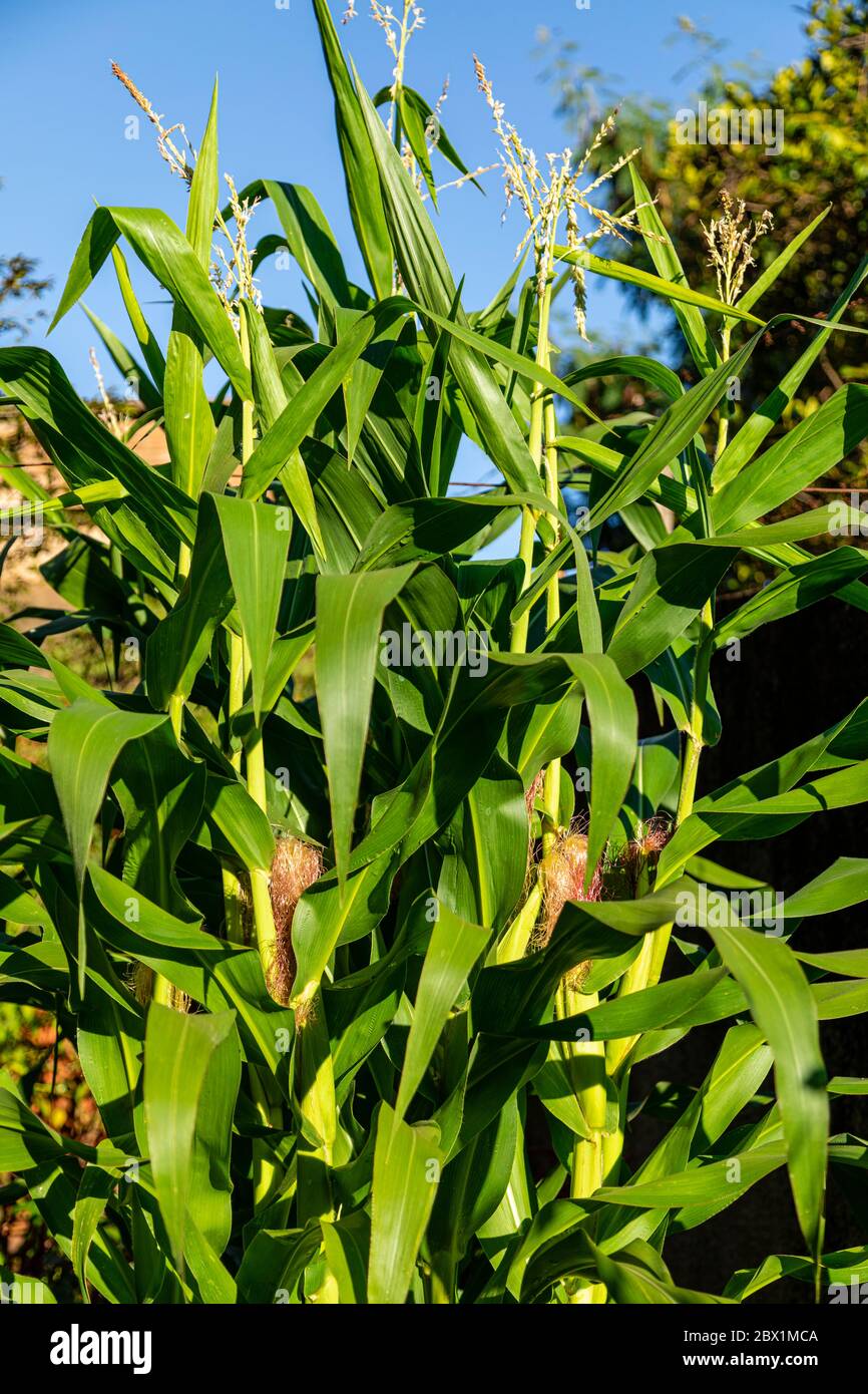 Closeup on green corncob of corn tree Stock Photo - Alamy
