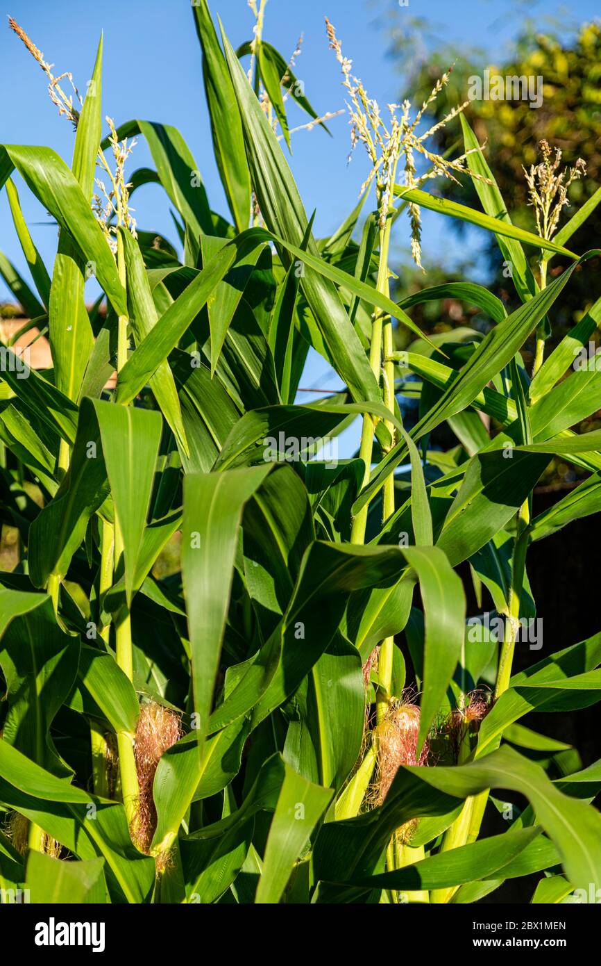 Closeup on green corncob of corn tree Stock Photo - Alamy